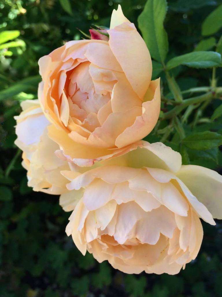 Droopy Roses: The Ones That Nod – Susan Rushton