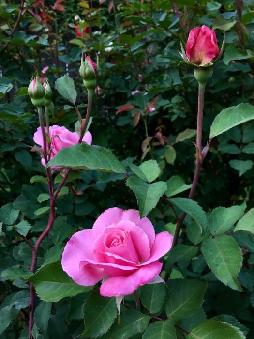 The Magic of Rose Buds – Susan Rushton