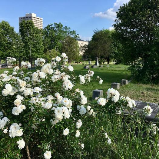 Gallery of Roses in Greenwood Cemetery, Jackson, MS – Susan Rushton