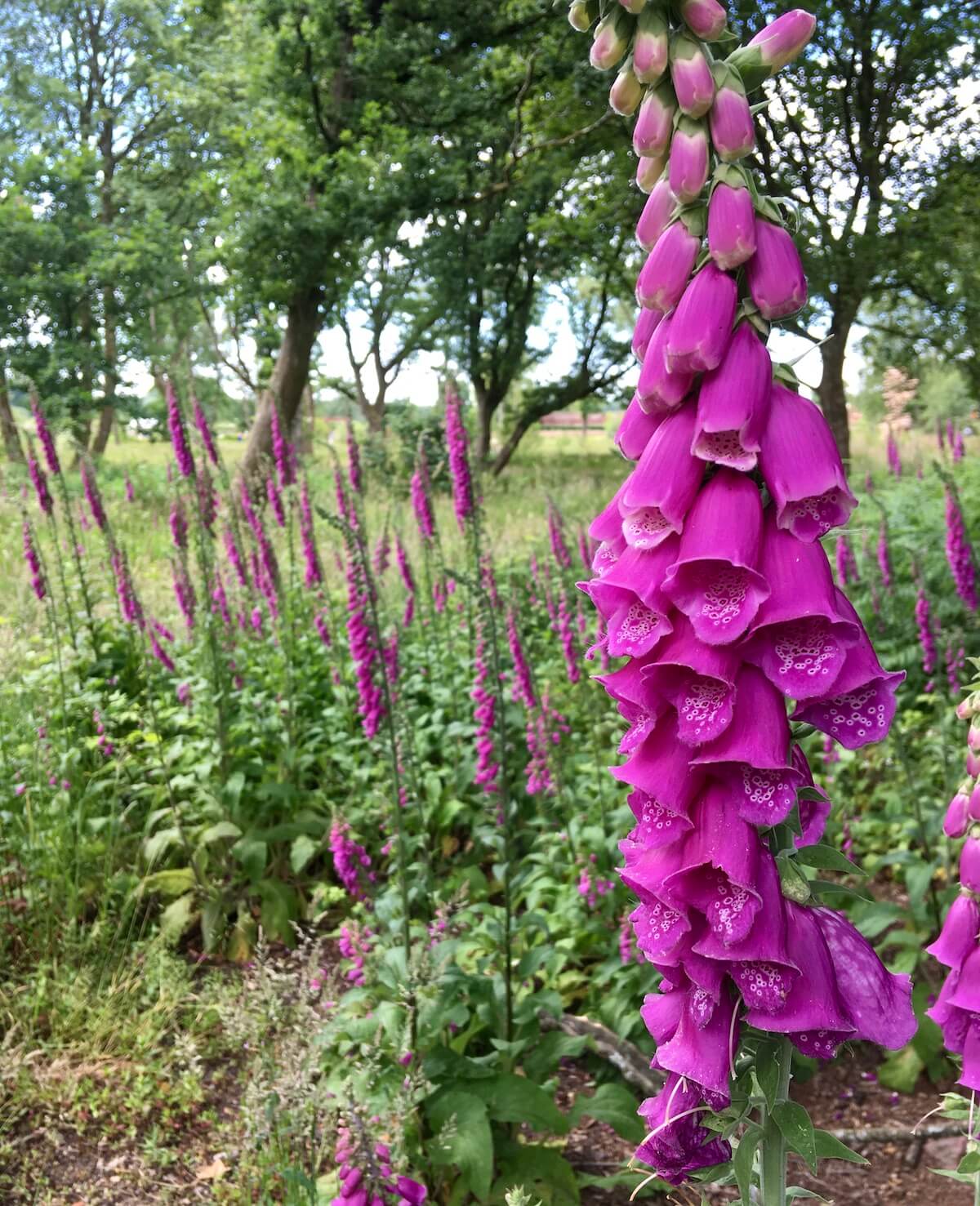 Foxgloves That Planted Their Own Selves – Susan Rushton
