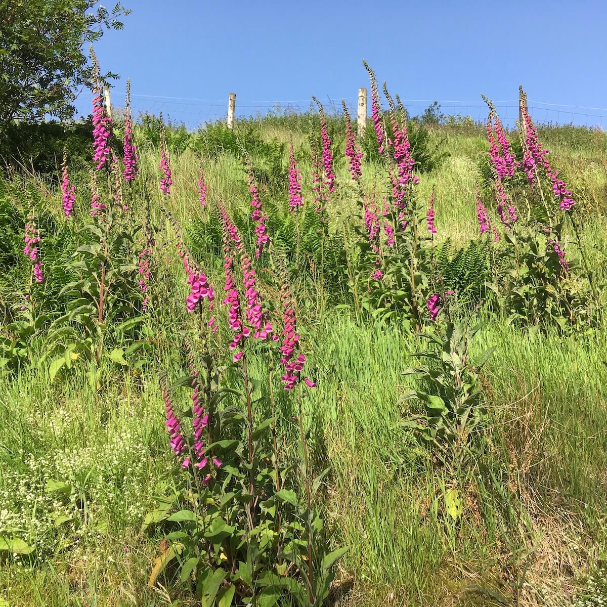Foxgloves That Planted Their Own Selves – Susan Rushton