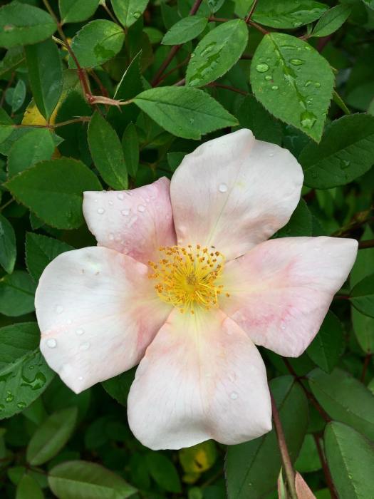 Rosa x odorata ‘Mutabilis’ (Butterfly Rose) – Susan Rushton