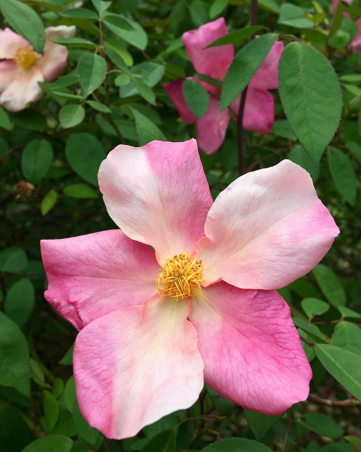 Rosa x odorata ‘Mutabilis’ (Butterfly Rose) – Susan Rushton