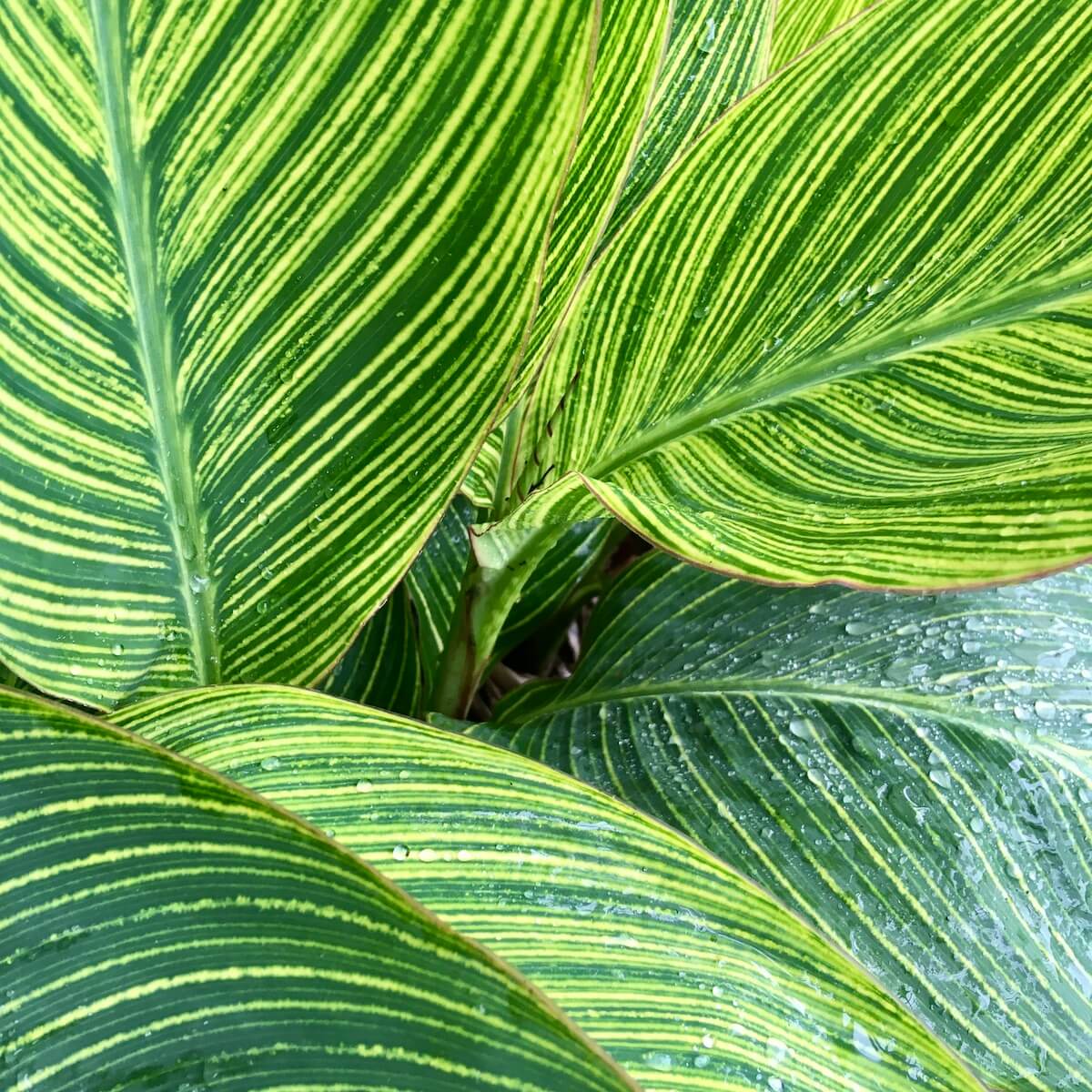 Striped Canna Lily: Canna ‘Bengal Tiger’ – Susan Rushton