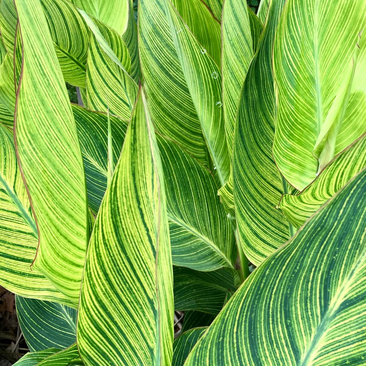 Striped Canna Lily: Canna ‘Bengal Tiger’ – Susan Rushton