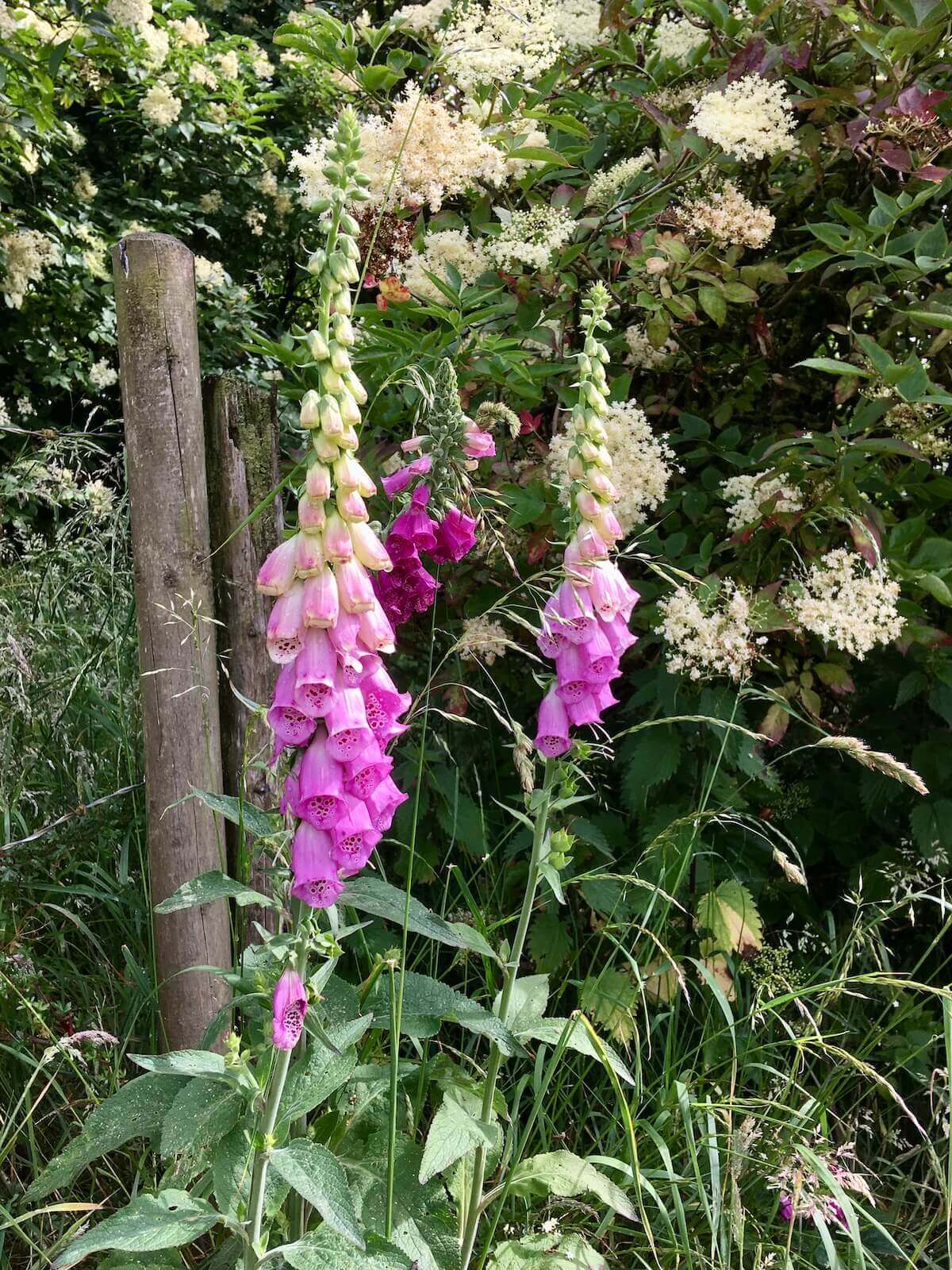 Foxgloves That Planted Their Own Selves – Susan Rushton