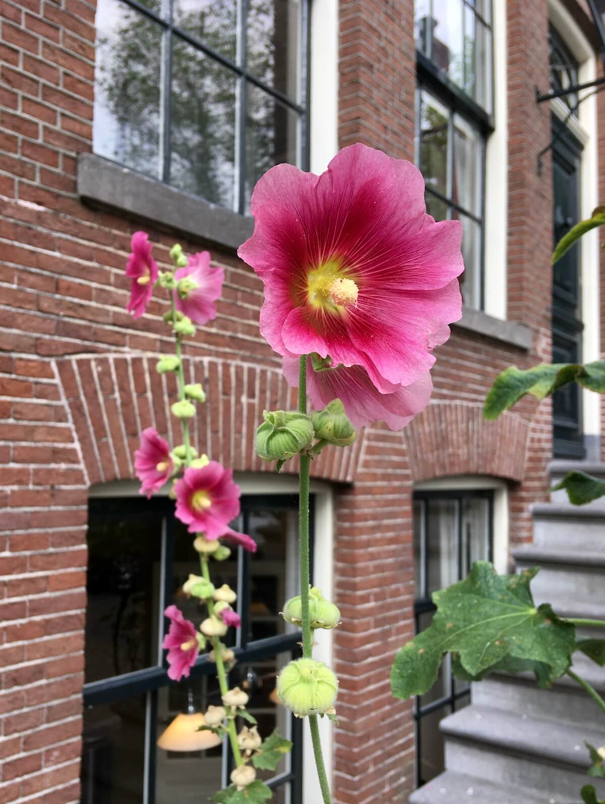Amsterdam hollyhock – Susan Rushton
