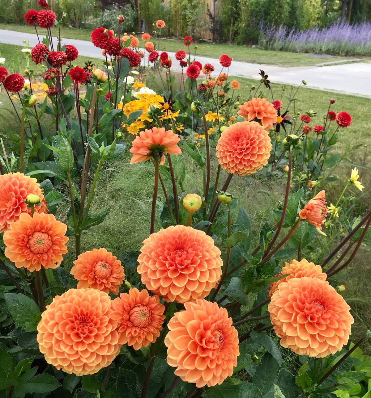Dahlias at Floriade – Susan Rushton