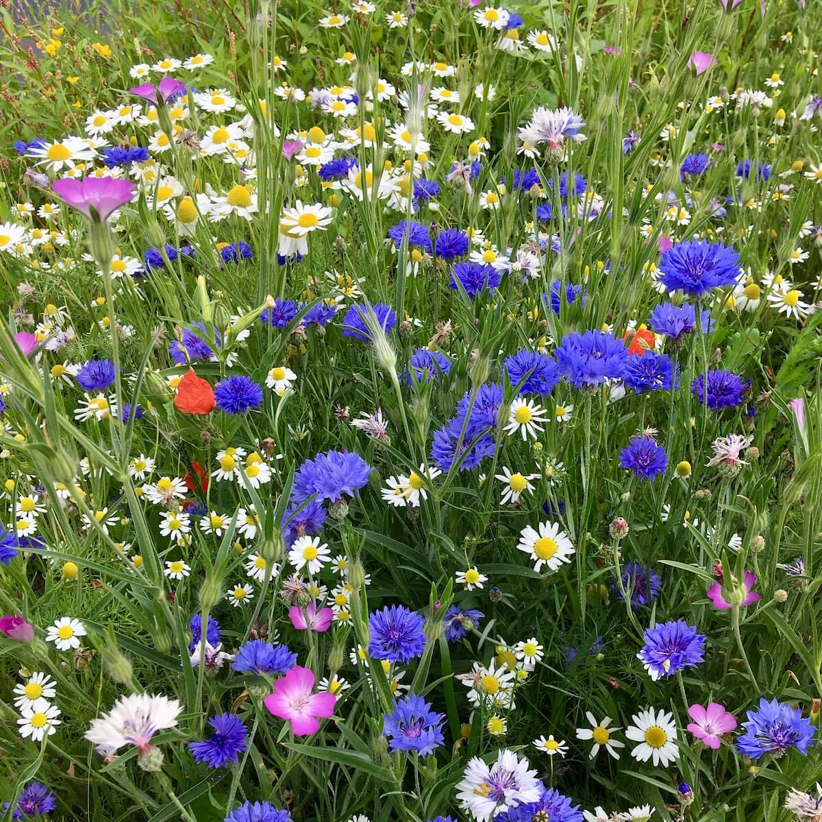 Wildflowers – Susan Rushton