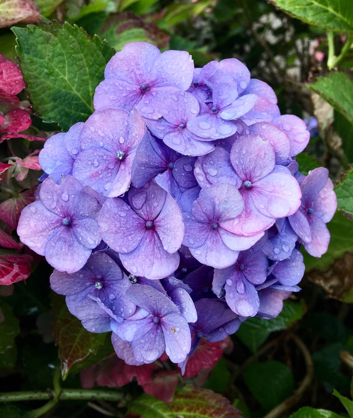 Flower of the Day: Lavender-blue Hydrangea – Susan Rushton