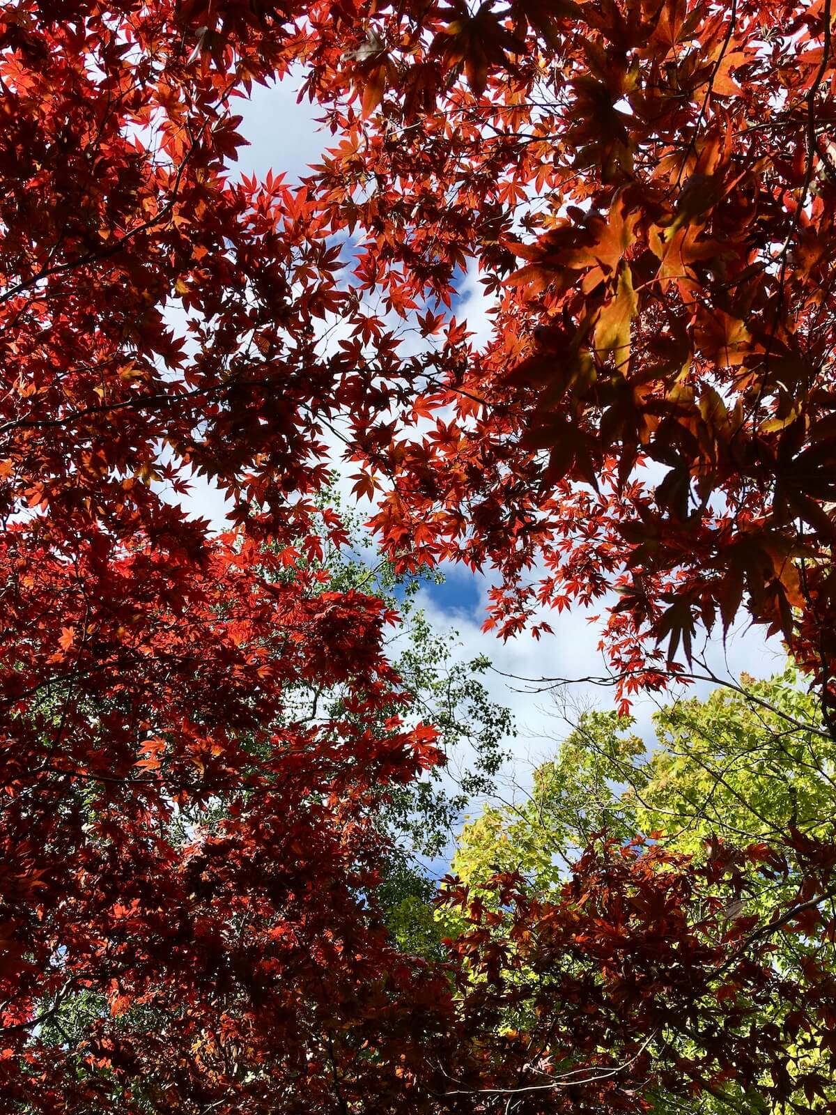 Festival of Leaves: Red Acer – Susan Rushton