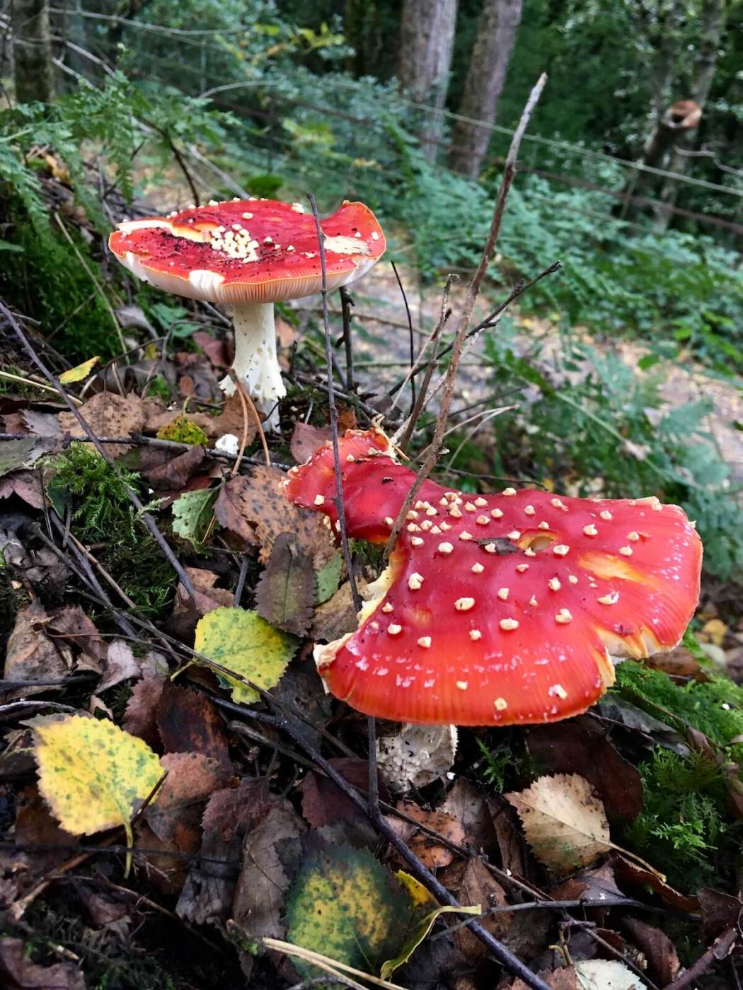 Poisonous Red and White Spotted Toadstools: Fly Agaric – Susan Rushton