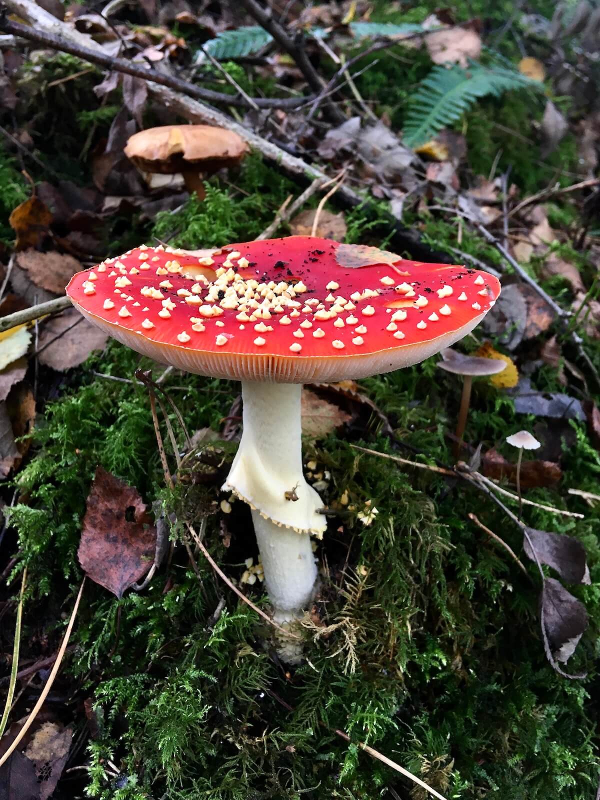 Poisonous Red and White Spotted Toadstools: Fly Agaric – Susan Rushton