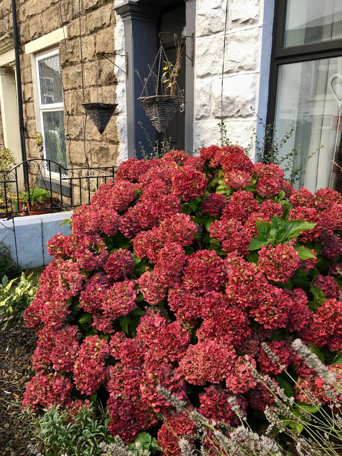 A Hydrangea Colourfully Rings The Changes – Susan Rushton