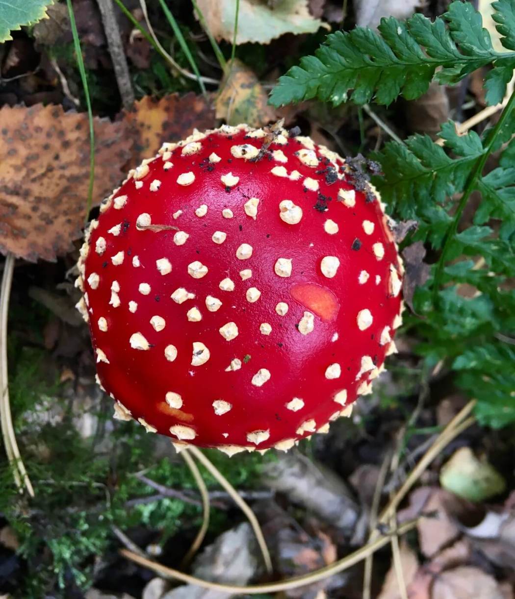 Poisonous Red and White Spotted Toadstools: Fly Agaric – Susan Rushton