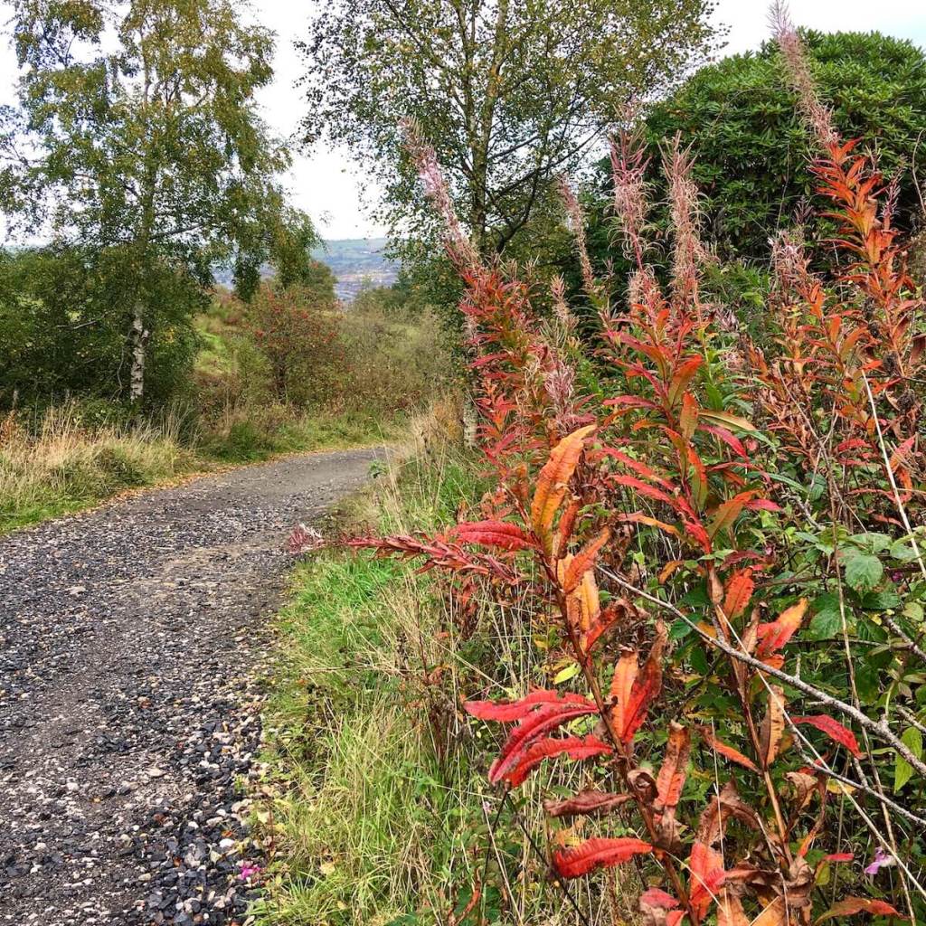 Wildflowers – Susan Rushton