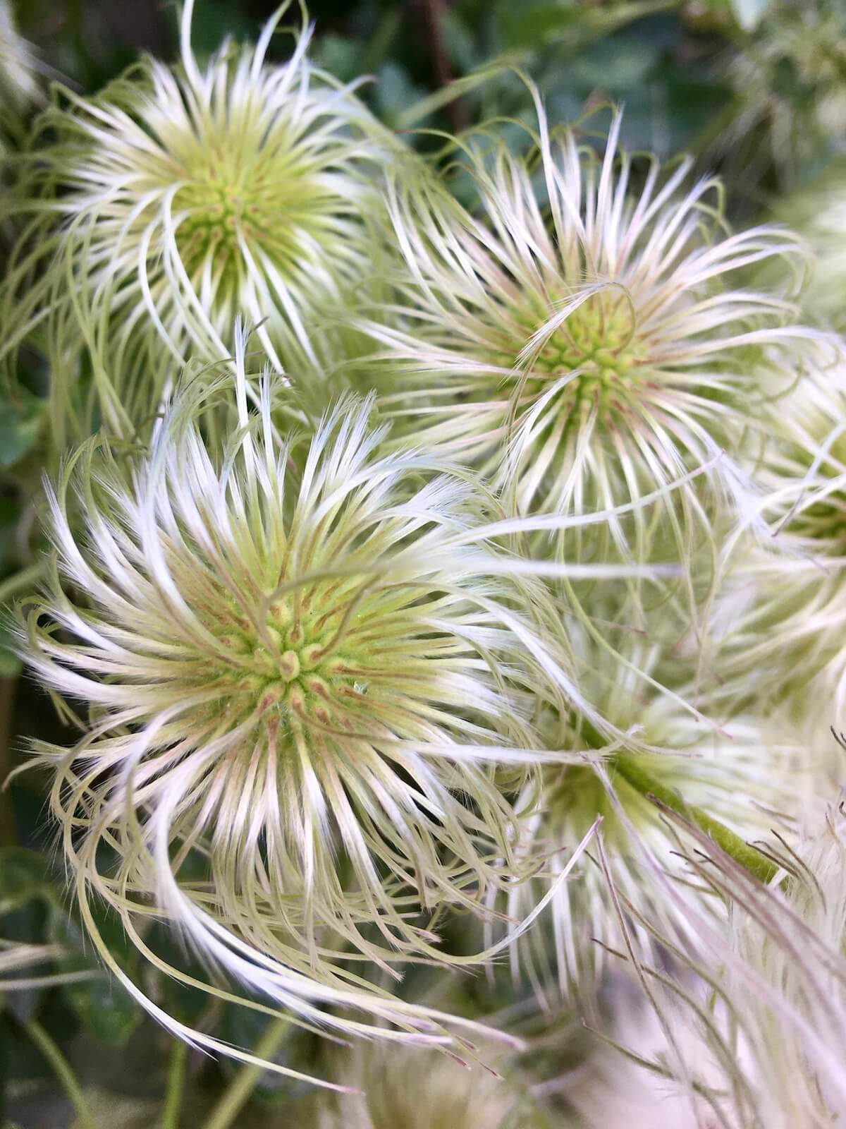 LAPC #226: Gallery of Textures – Susan Rushton