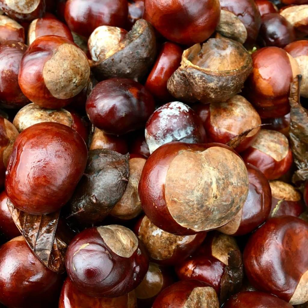 Seeds of The Horse Chestnut or Conker Tree (Aesculus hippocastanum ...