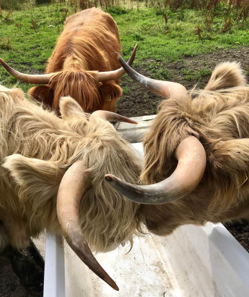 Horned Beasties Of The Traditional Kind – Susan Rushton