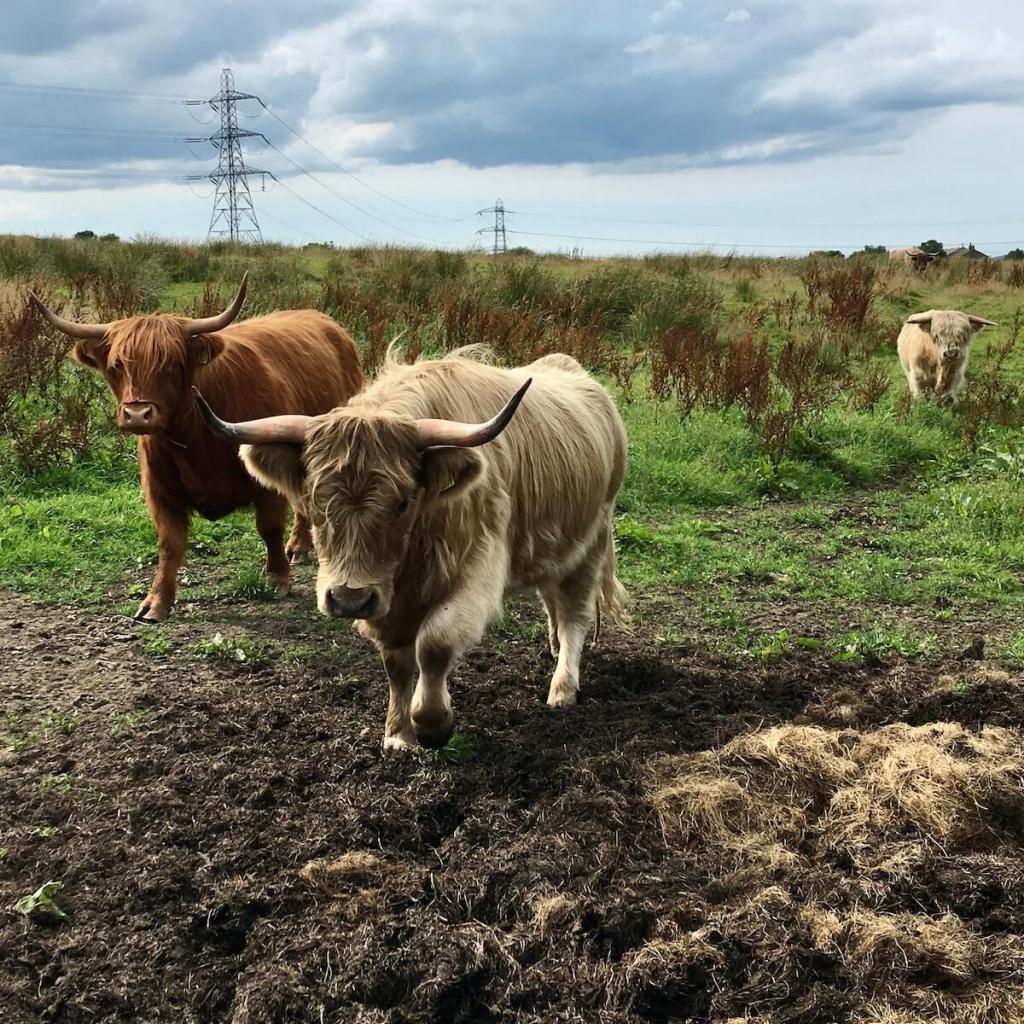 Horned Beasties Of The Traditional Kind – Susan Rushton