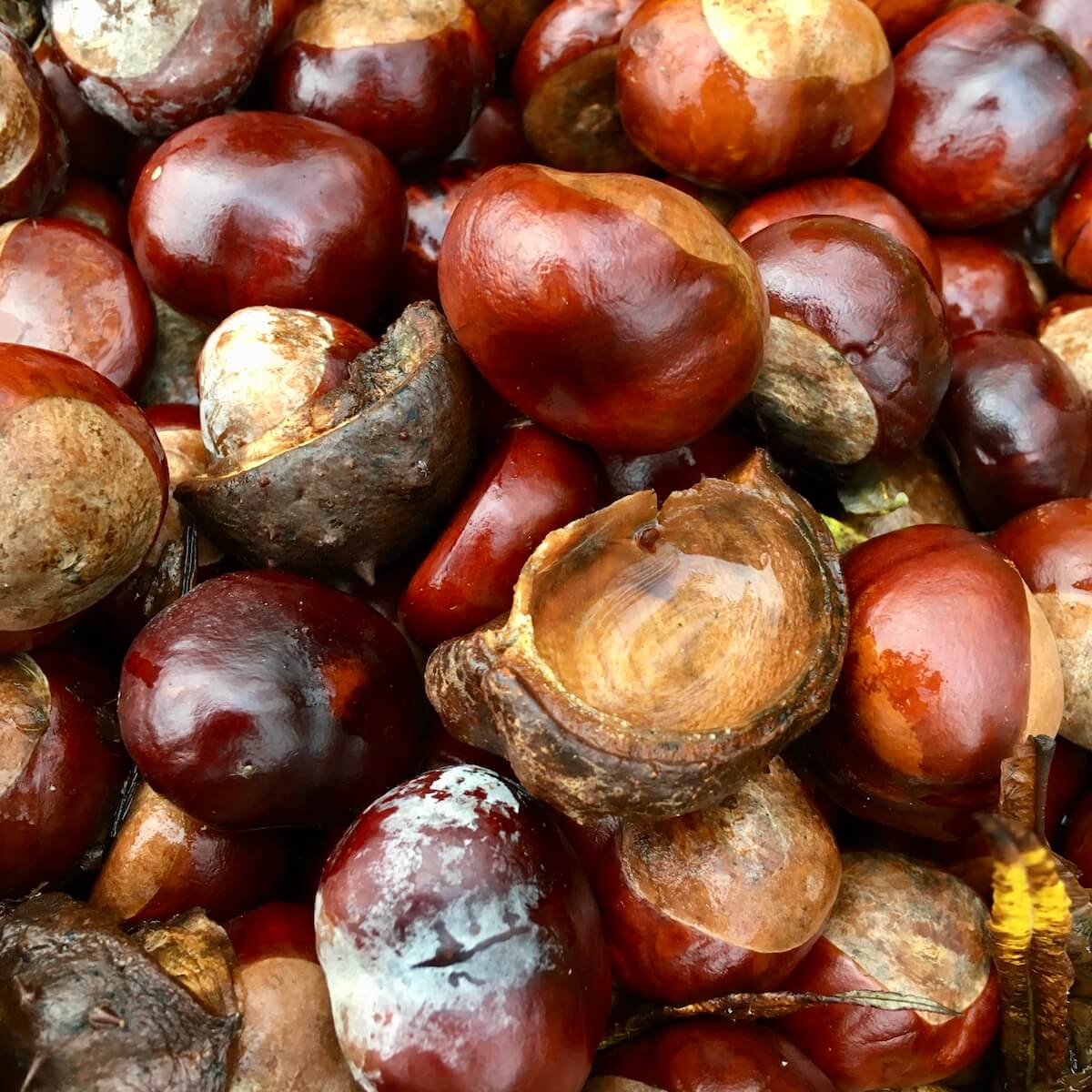 Seeds of The Horse Chestnut or Conker Tree (Aesculus hippocastanum ...