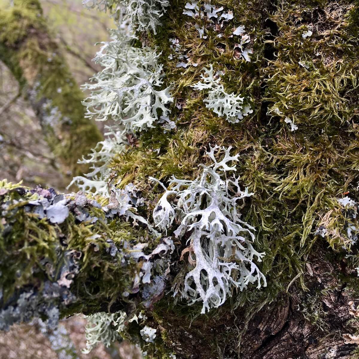 Moss and lichen – Susan Rushton
