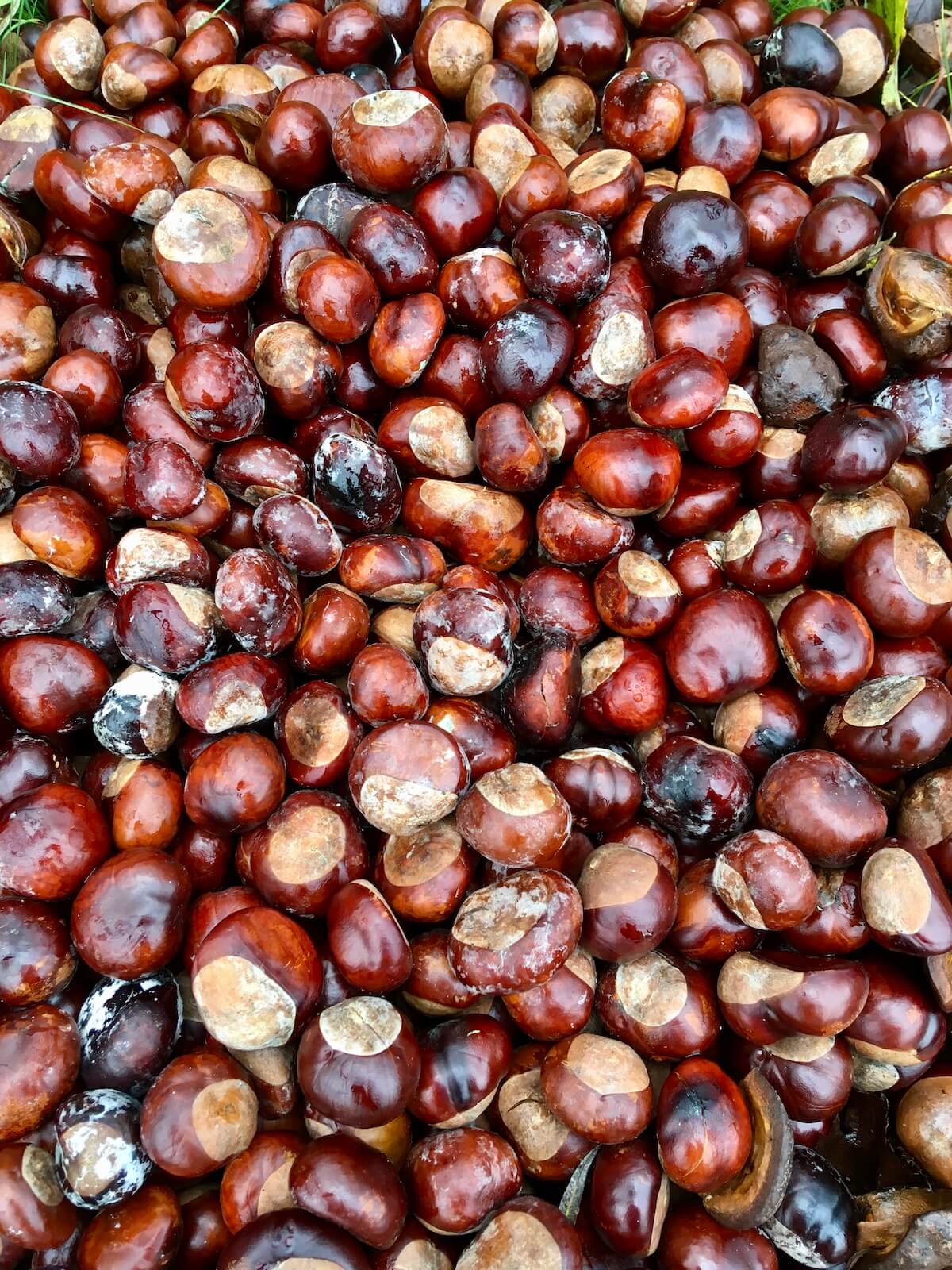 Seeds of The Horse Chestnut or Conker Tree (Aesculus hippocastanum ...