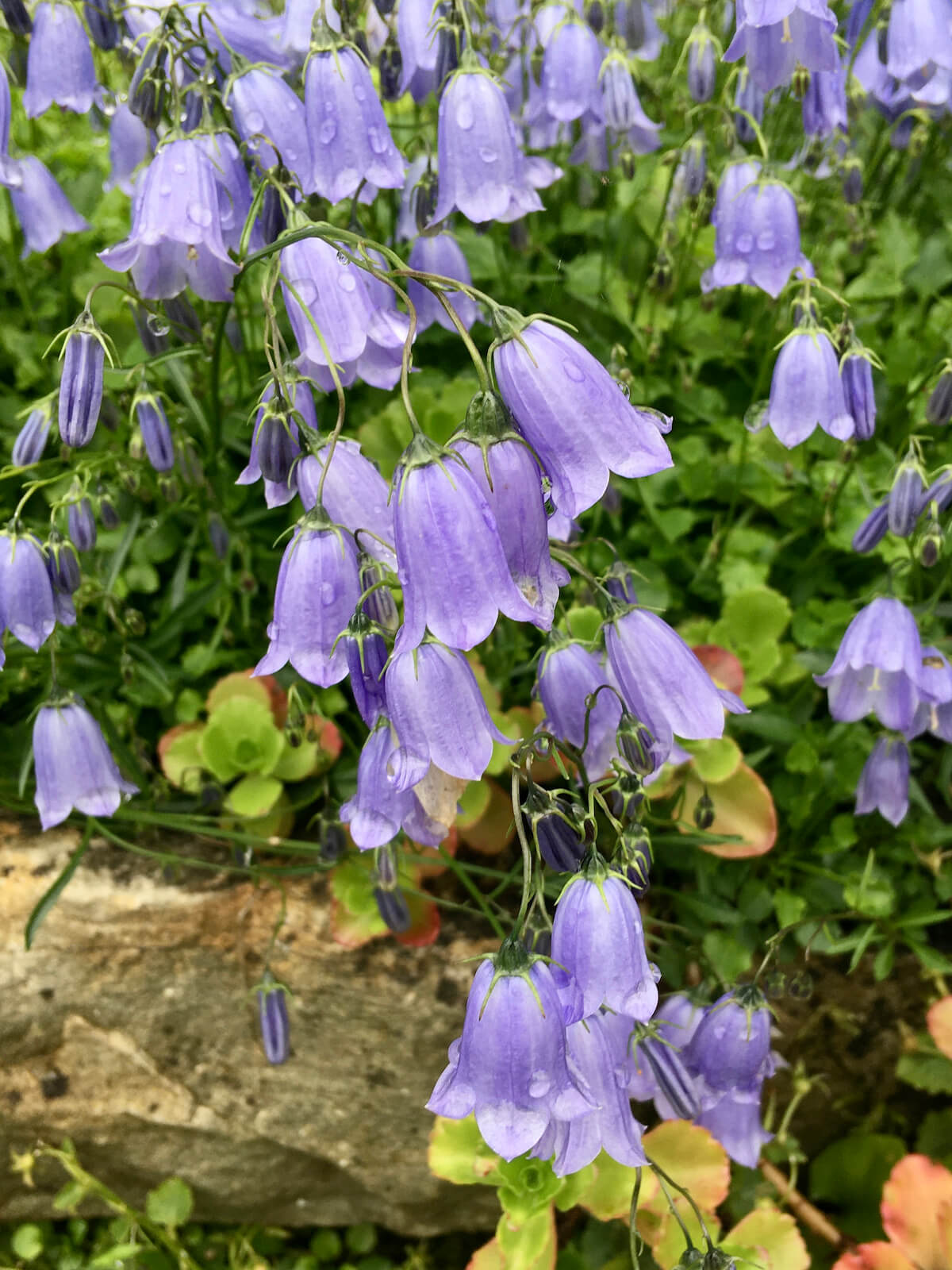 Campanula – Susan Rushton