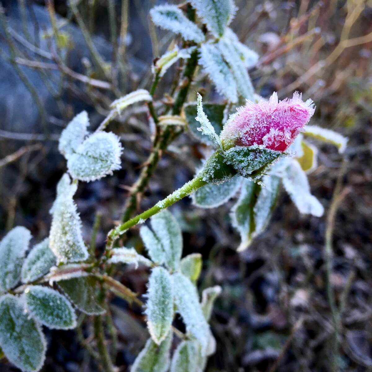 Winter – Susan Rushton