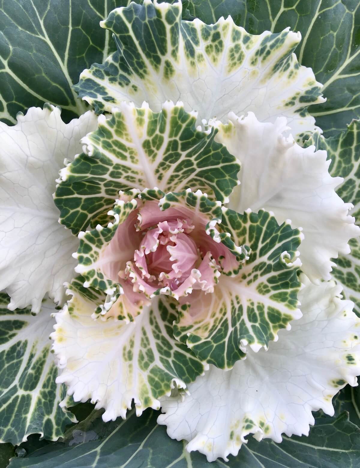 Wordless Wednesday: Cabbage… Rose – Susan Rushton