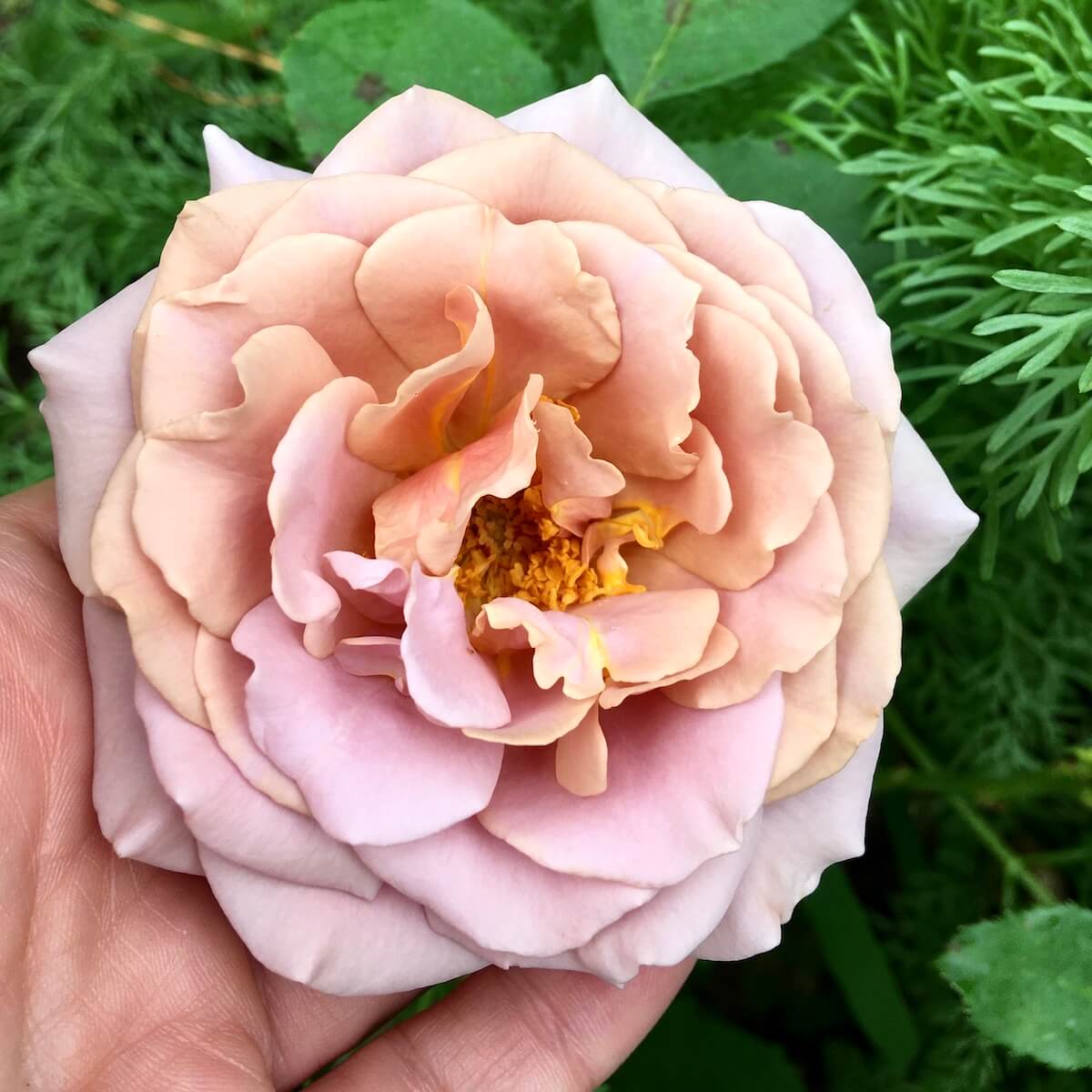 Rosa ‘Koko Loko’ – An Unusual Lilac-Brown Rose – Susan Rushton