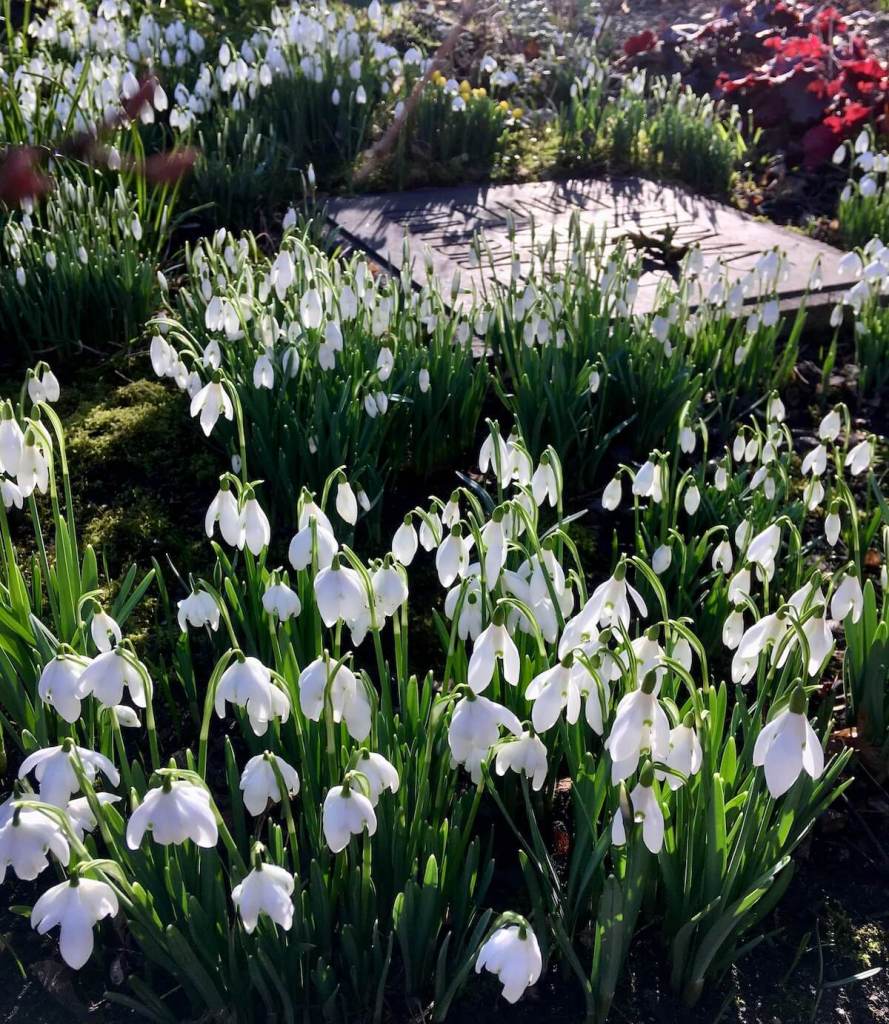 Snowdrops – Susan Rushton