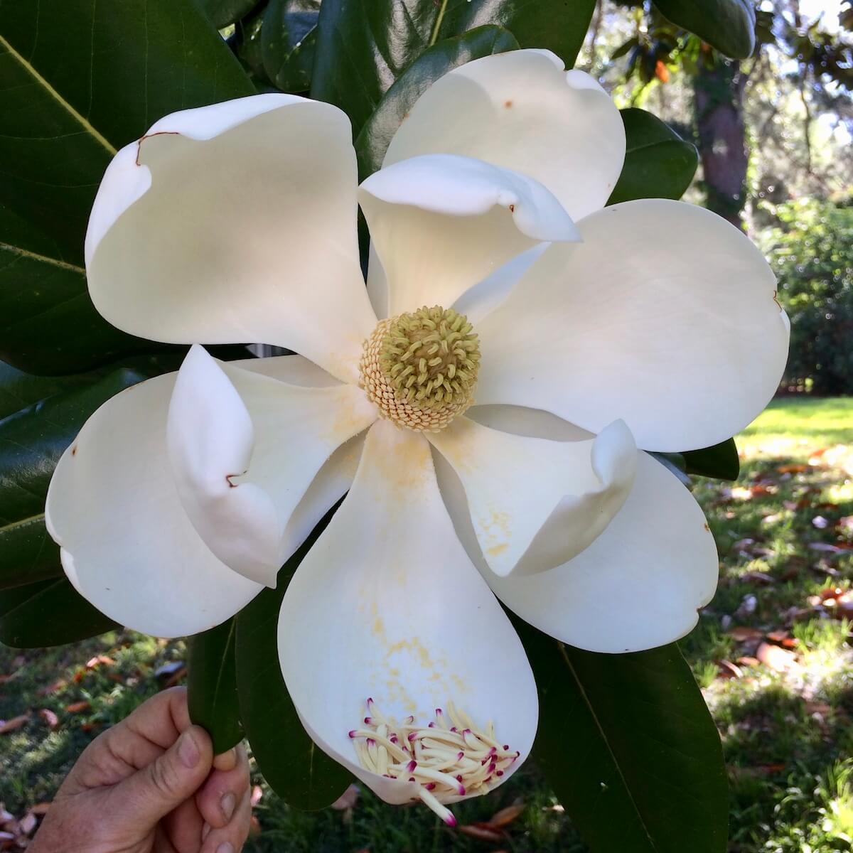 Tulips and Magnolias – Susan Rushton
