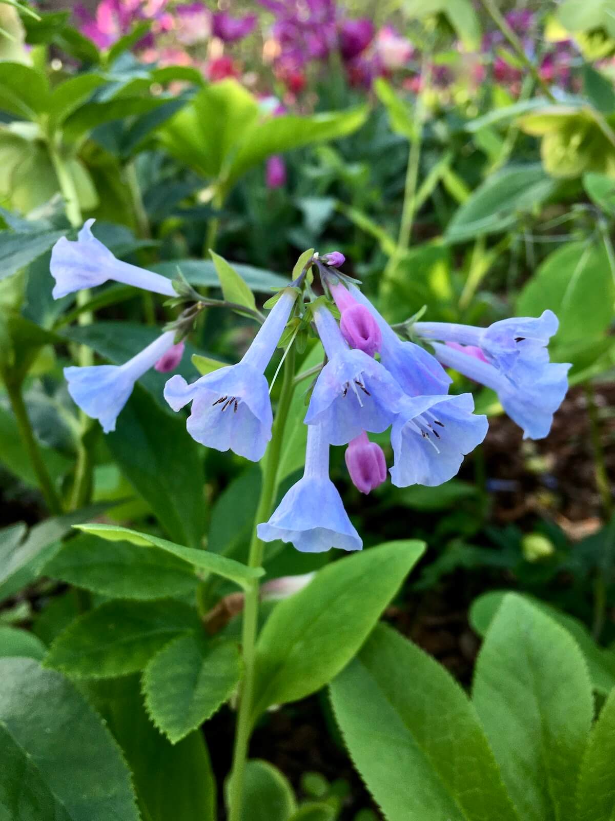 Blue Cowslip