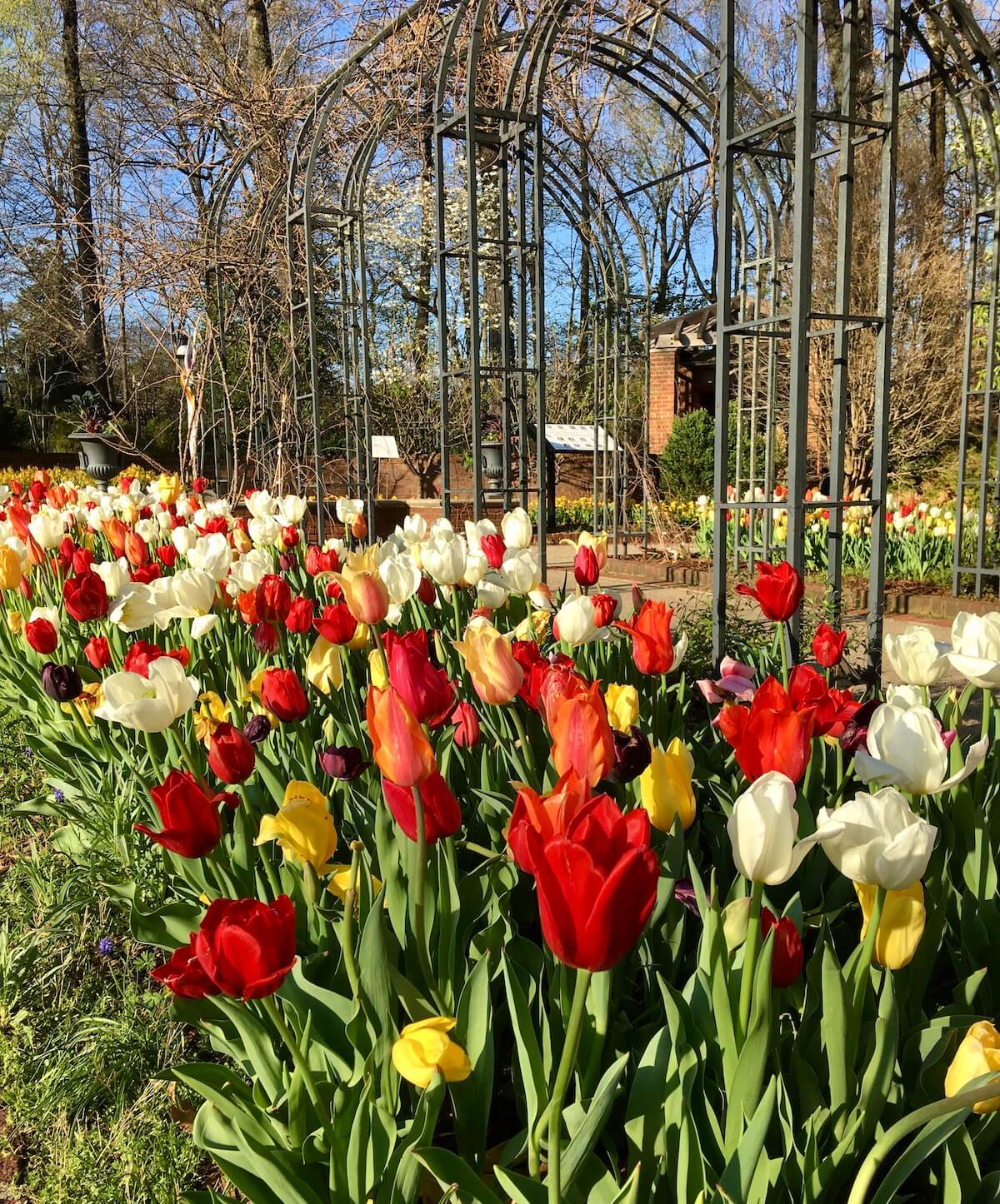 Tulips and Magnolias – Susan Rushton