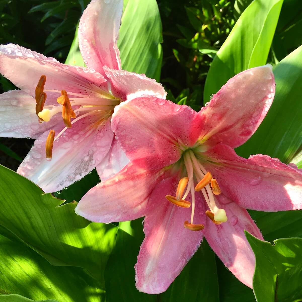 Sun After Rain: Lilies – Susan Rushton