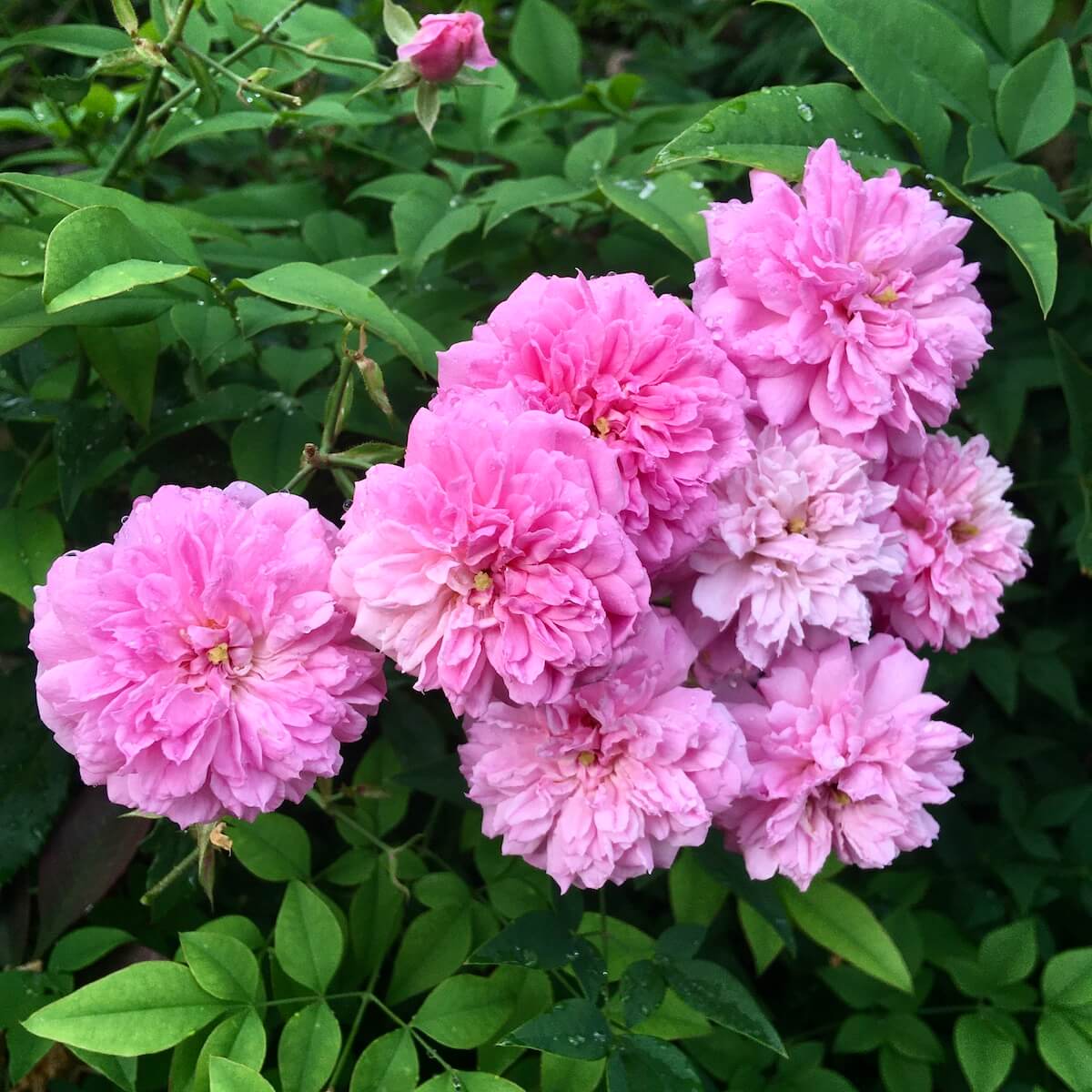Rosa Caldwell Pink Repeats and Can Be Grown Organically. What’s The ...