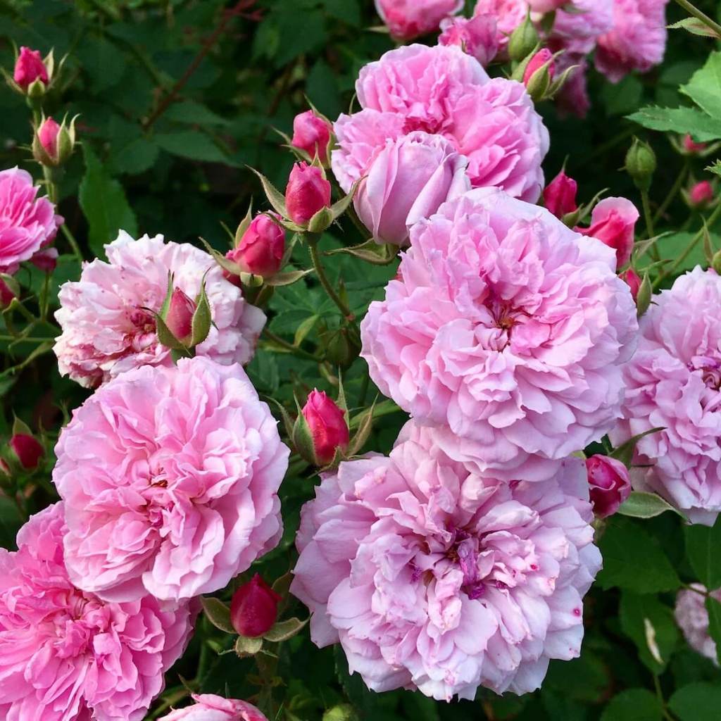 Roses – Susan Rushton