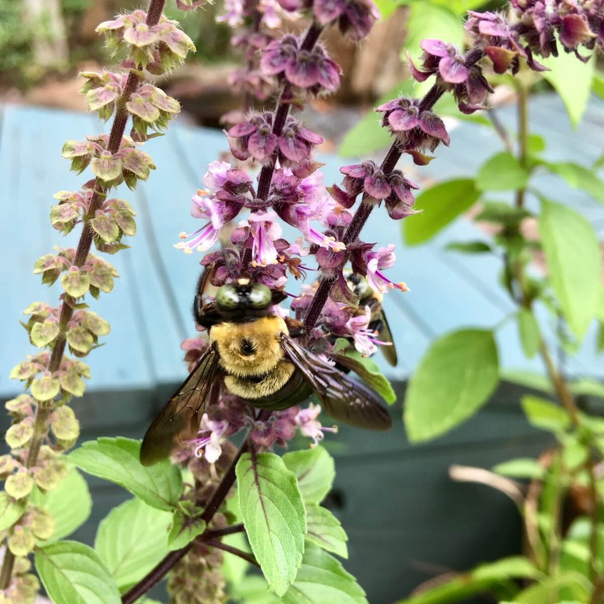 An Homage To Bees – Susan Rushton