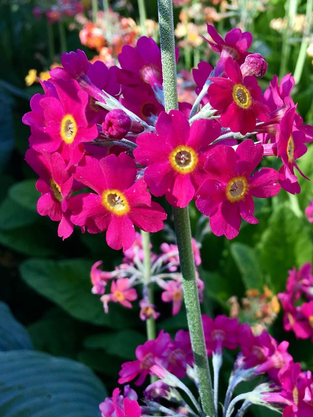 Harlow Carr – Susan Rushton