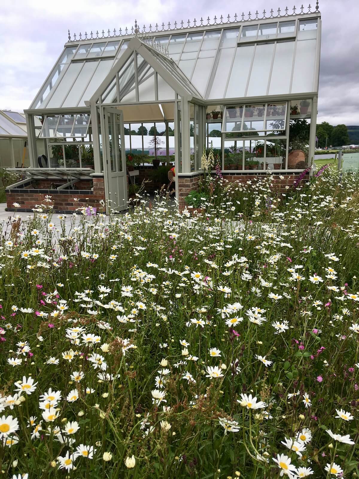 Daisies Chatsworth Flower Show – Susan Rushton
