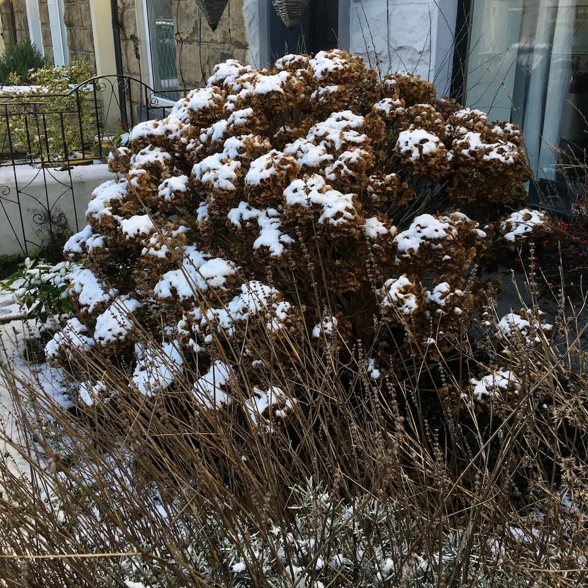 A Hydrangea Colourfully Rings The Changes – Susan Rushton