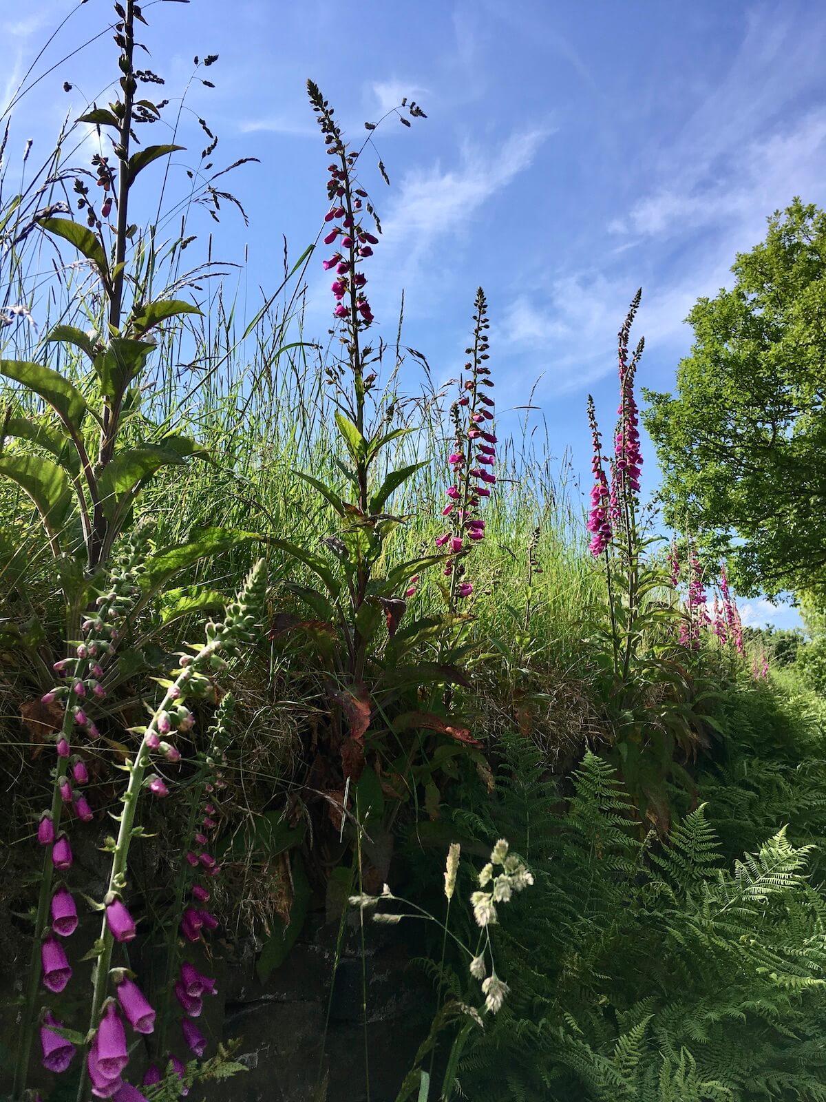 The Wildness of Foxgloves (Digitalis Purpurea) – Susan Rushton