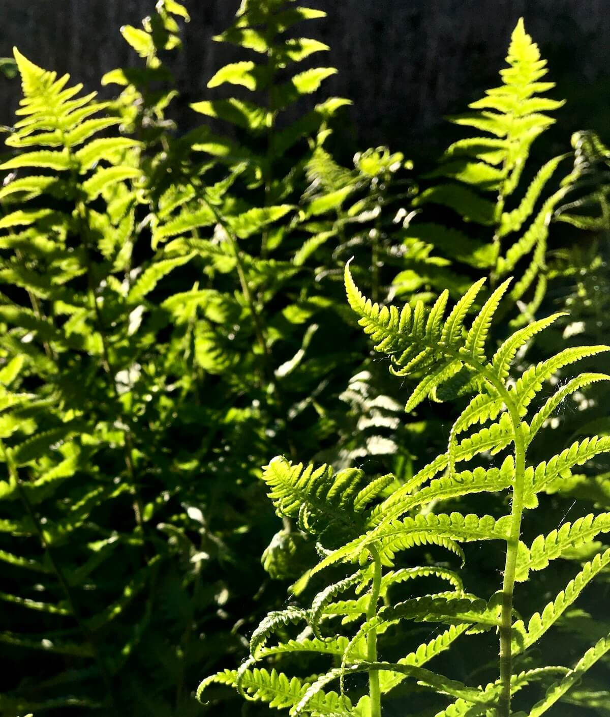 Backlit fronds – Susan Rushton