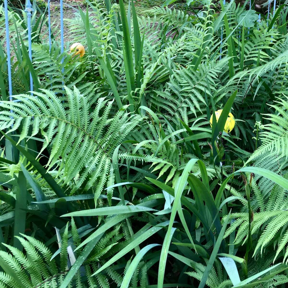 Becky fern – Susan Rushton