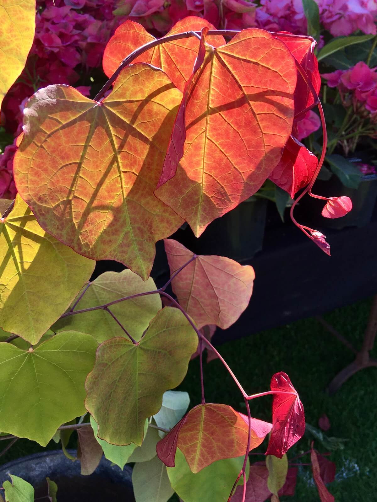 Cercis Canadensis Eternal Flame