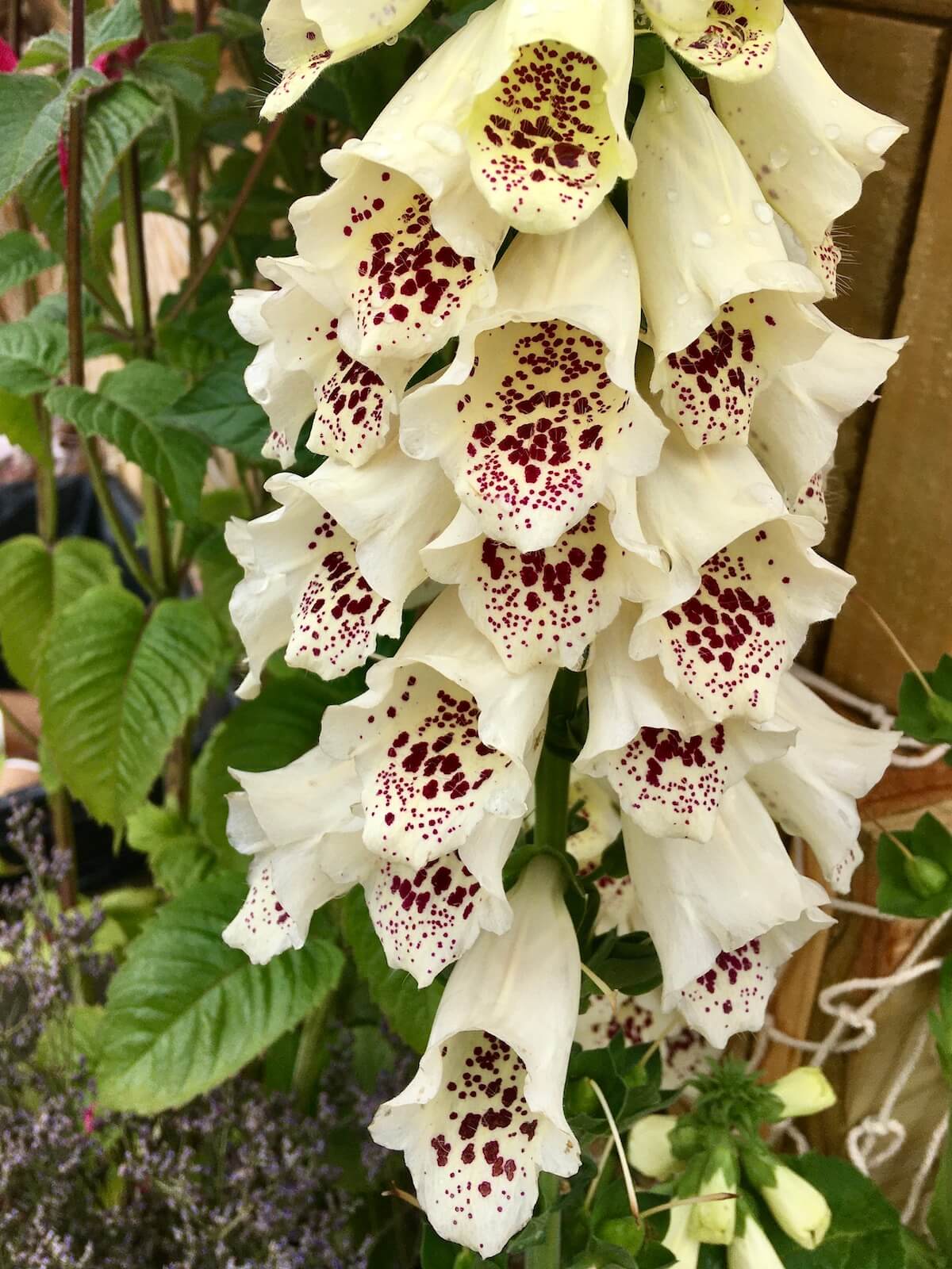 Spotted Foxglove (And Infinite Variety) – Susan Rushton