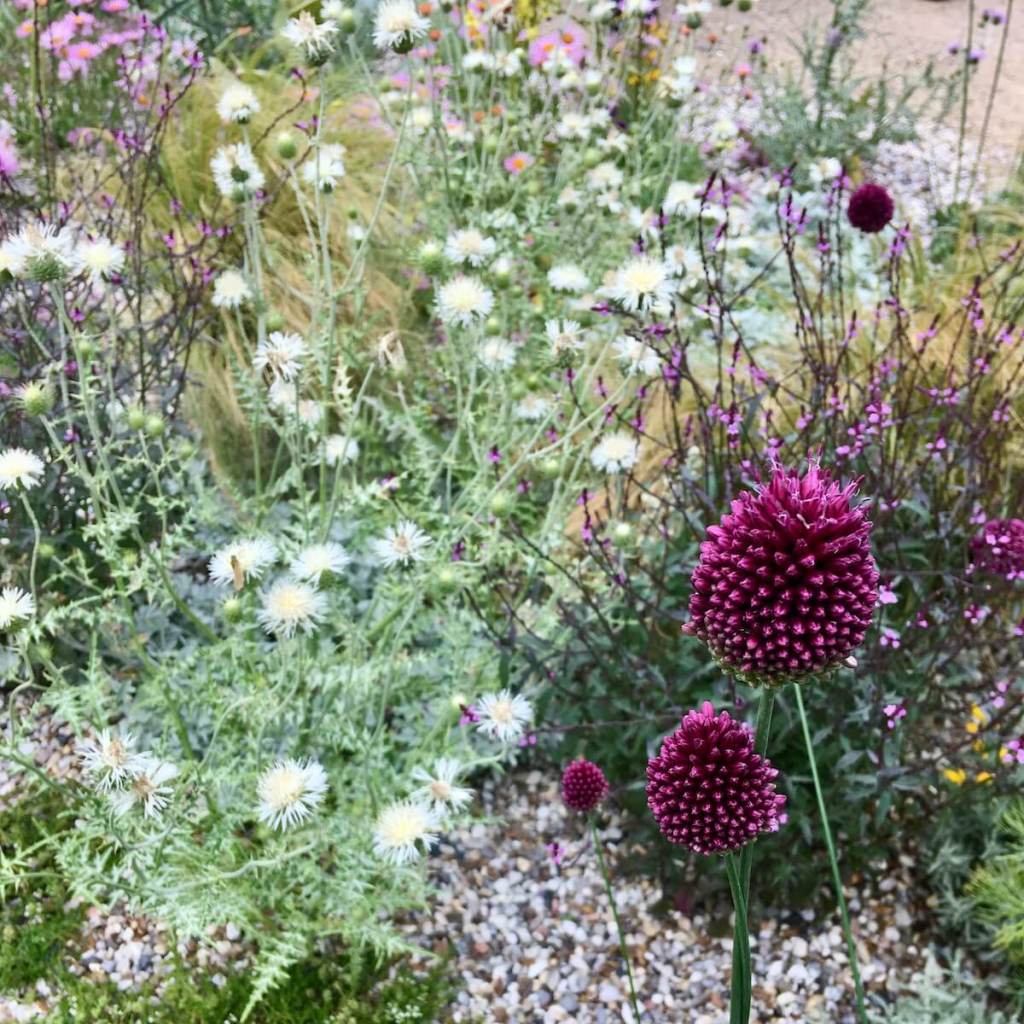 Garden design – Susan Rushton