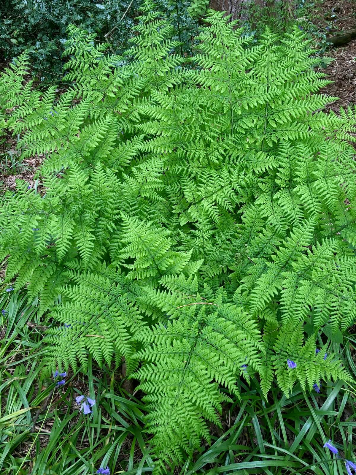 Fern – Susan Rushton