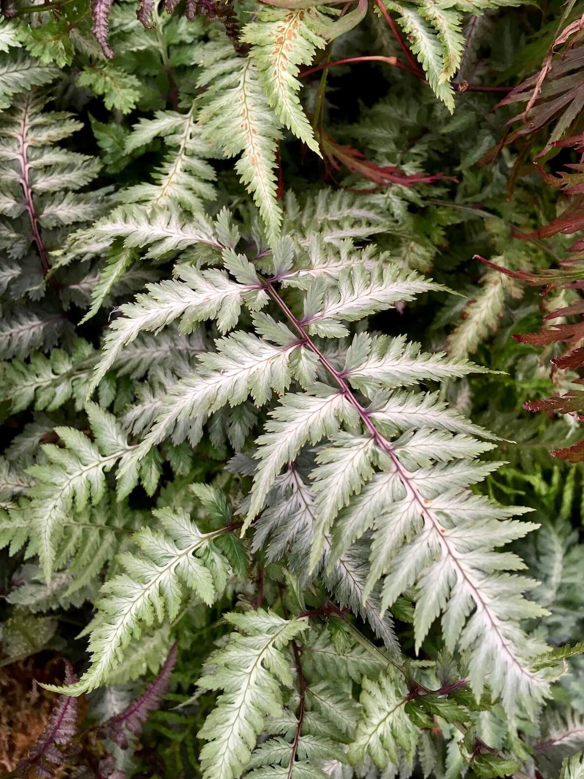 Flower show fern – Susan Rushton